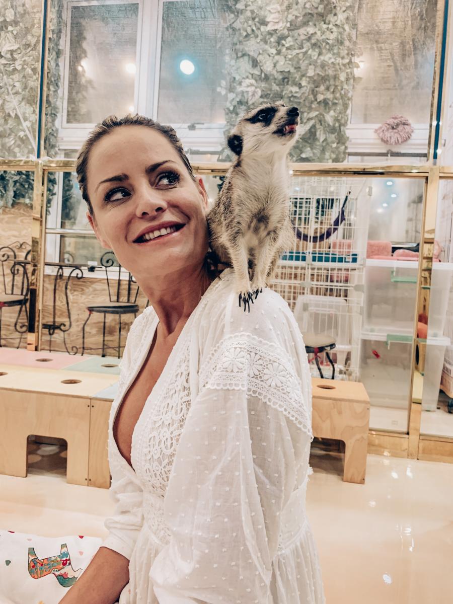 Visiting a Meerkat cafe in Myeong Dong, South Korea